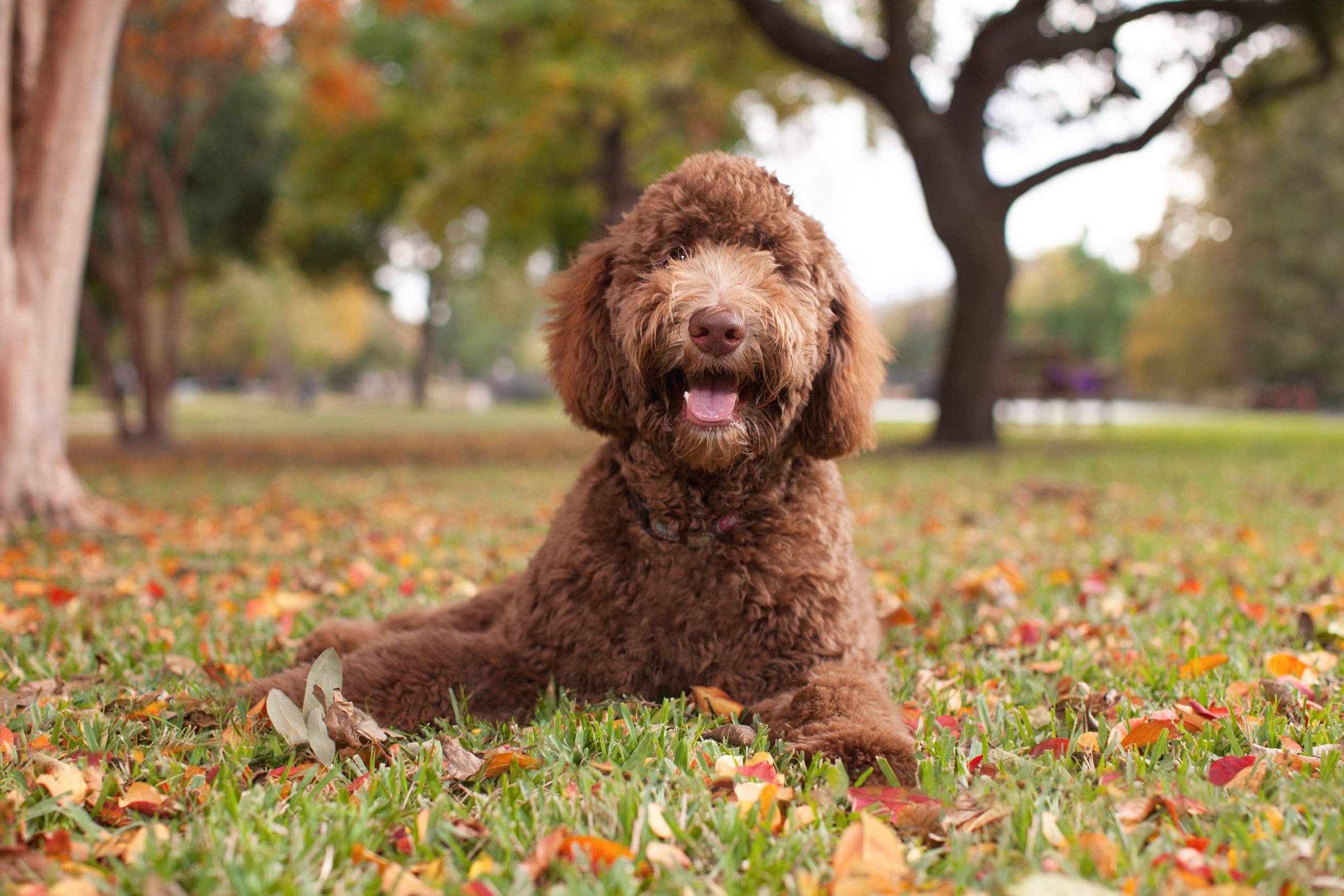 Standard Poodle Mix Breeds