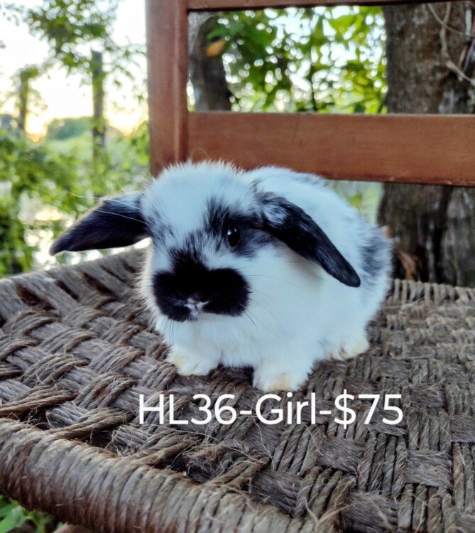 Mini Lop Bunny Breeders Luxury Bunny Breeder Starflower Bunny Farm