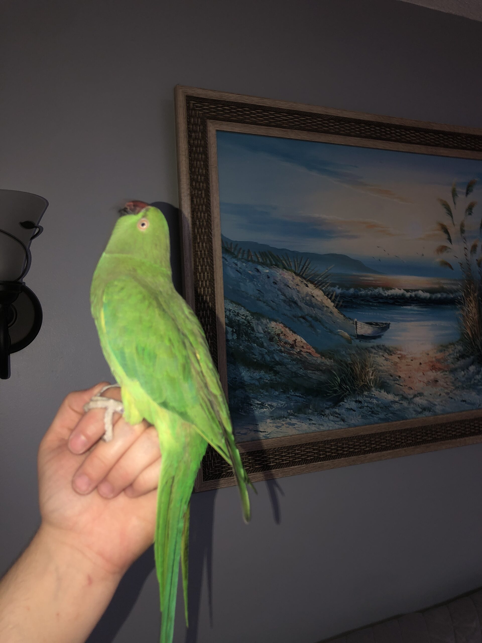 Female Indian ringneck | Ocala4Sale | Buy & Sell in Ocala, FL