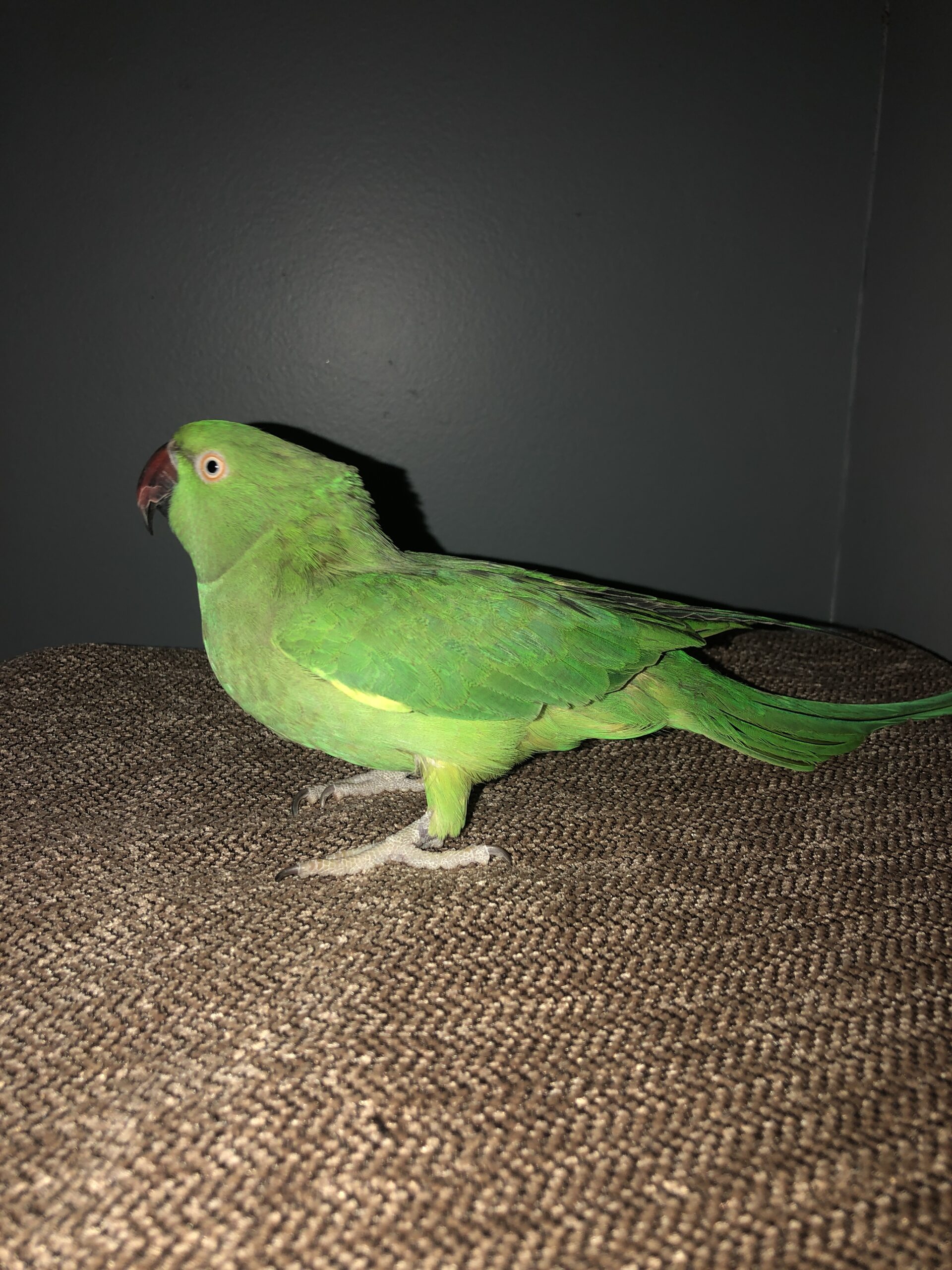 Female Indian ringneck | Ocala4Sale | Buy & Sell in Ocala, FL