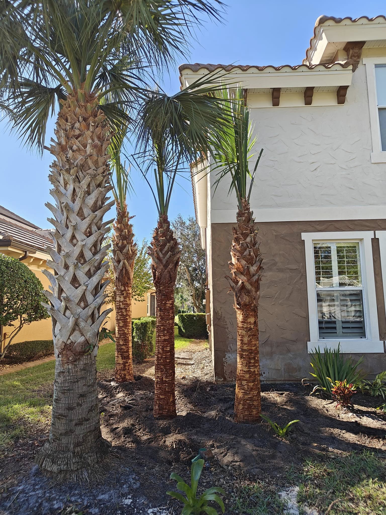 palm trees for sale | Ocala4Sale | Buy & Sell in Ocala, FL