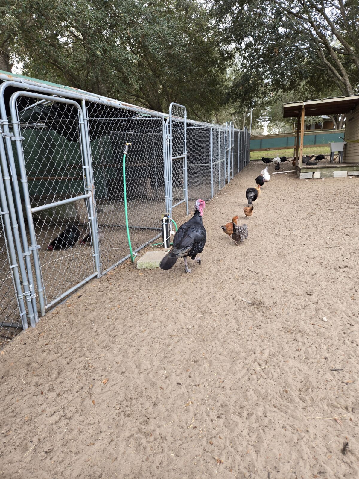 Turkey | Ocala4Sale | Buy & Sell in Ocala, FL