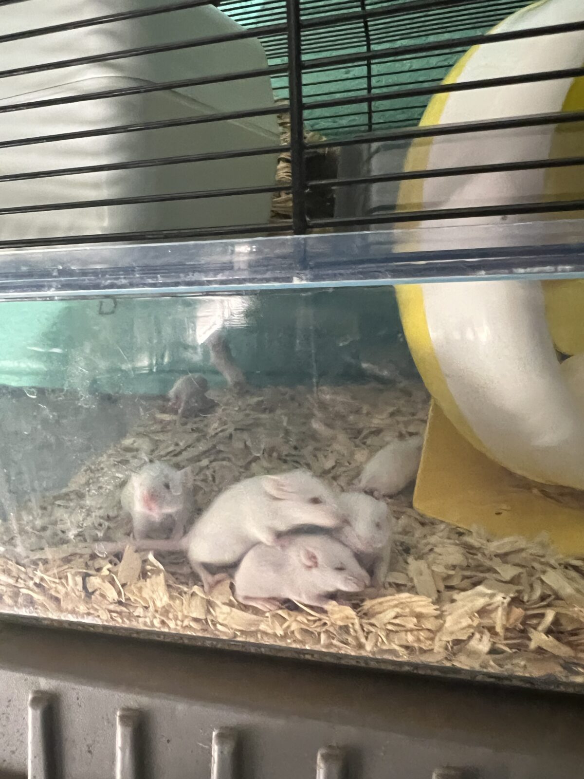 Feeder Mice or pets | Ocala4Sale | Buy & Sell in Ocala, FL