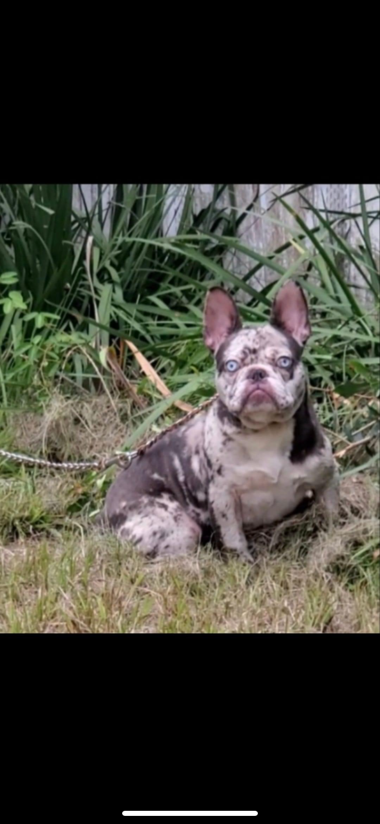 Female - Merle French Bulldog | Ocala4Sale | Buy & Sell in Ocala, FL