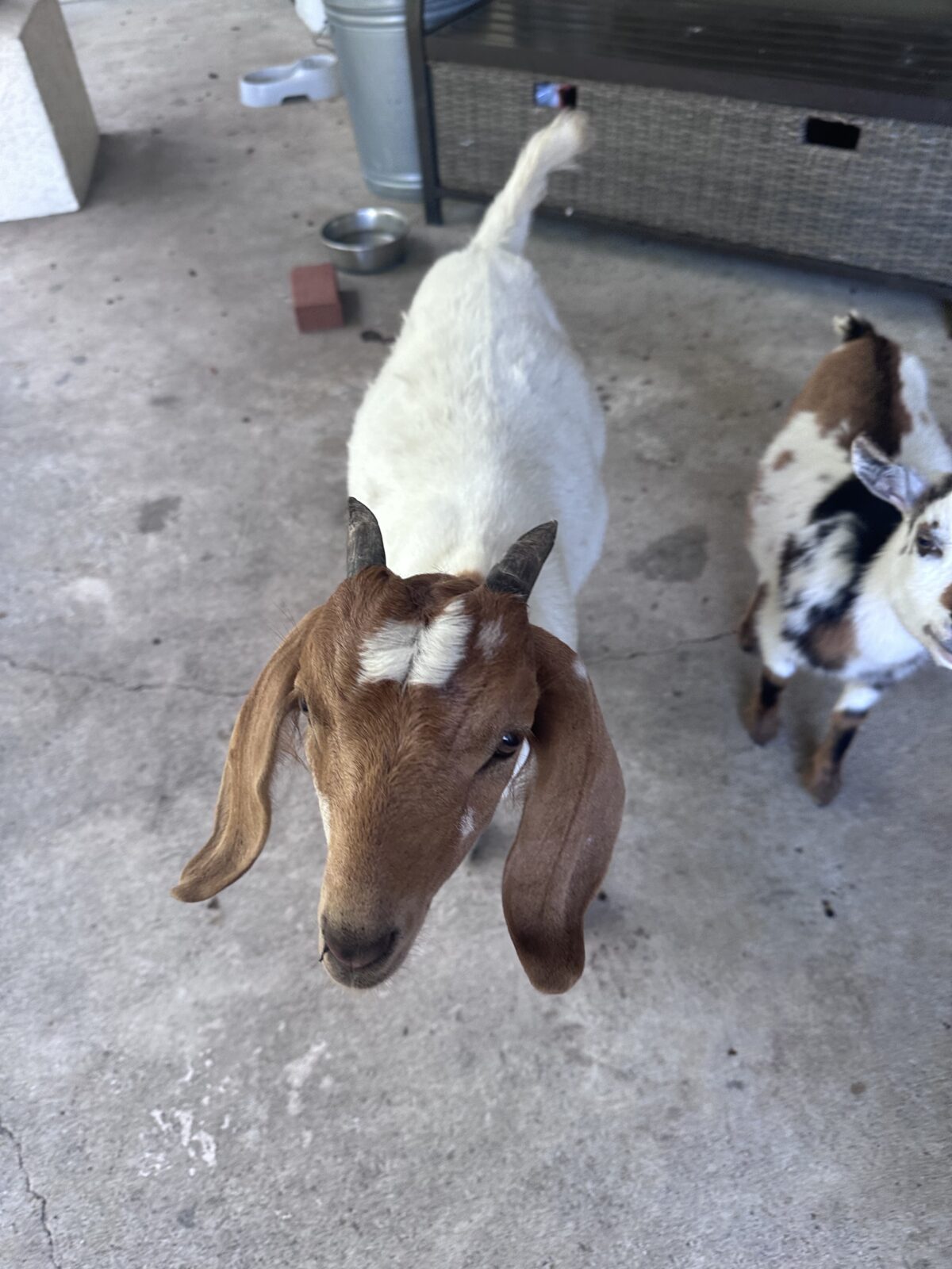 Boer meat goat | Ocala4sale | Ocala and Marion County FL
