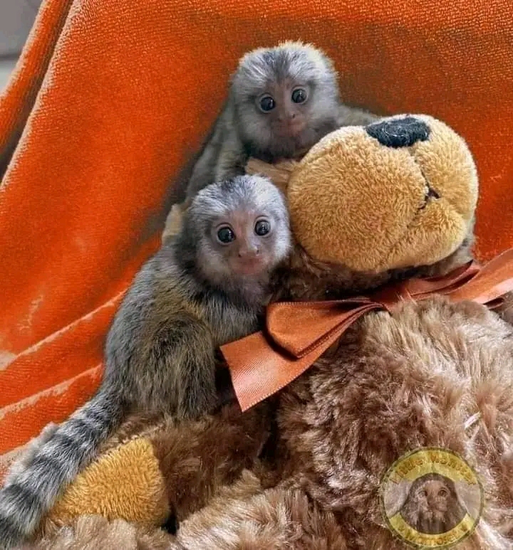 Marmoset monkeys for Adoption | Ocala4Sale | Buy & Sell in Ocala, FL