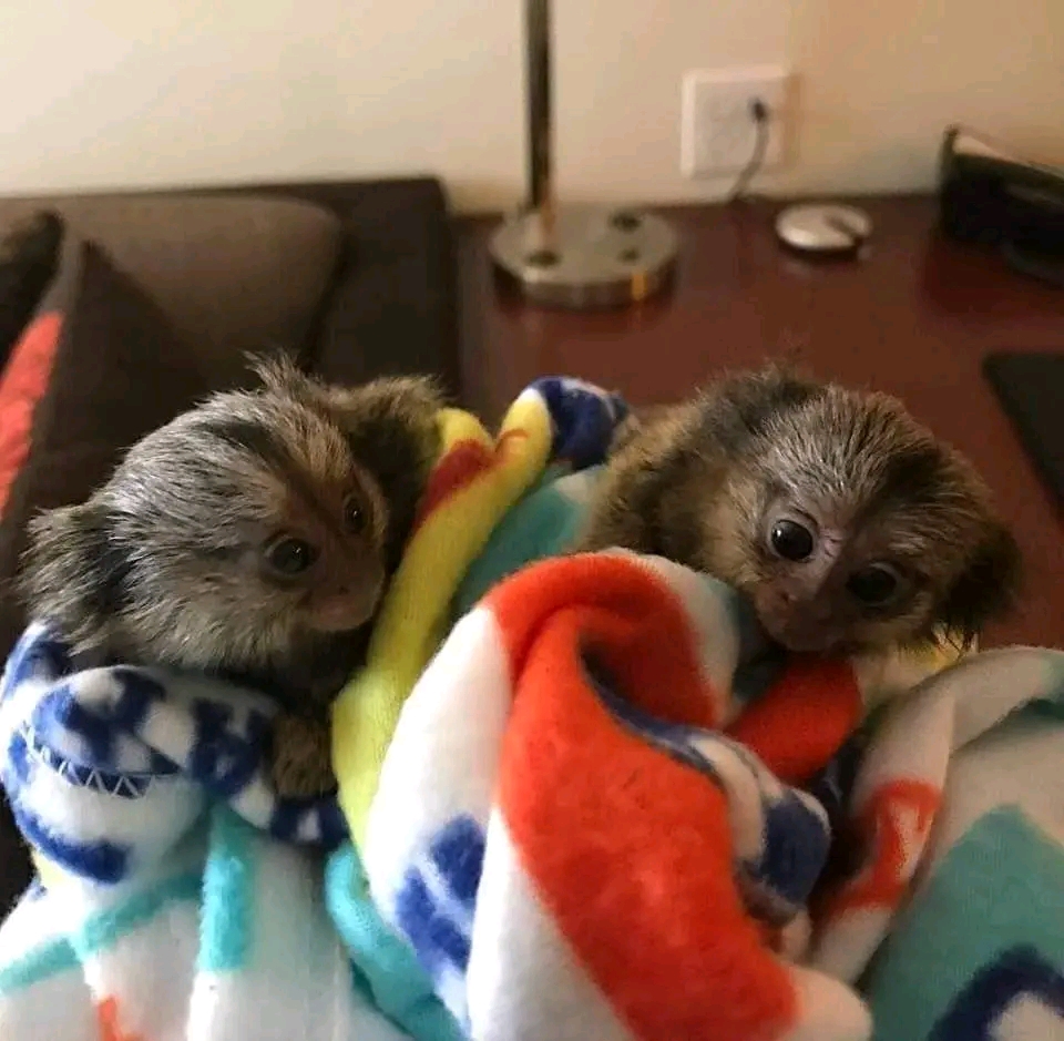Marmoset monkeys for Adoption | Ocala4Sale | Buy & Sell in Ocala, FL
