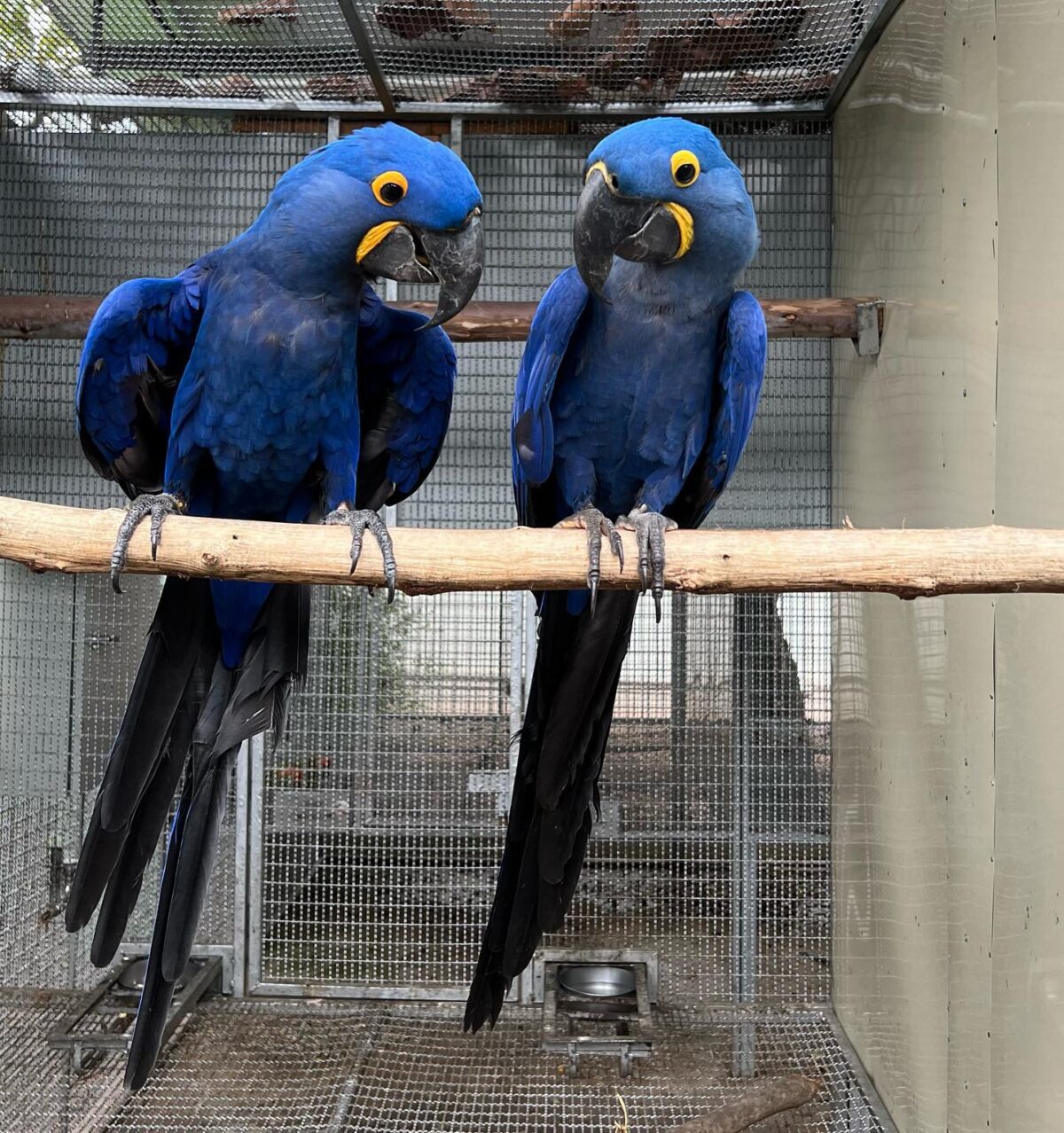 Pair Hyacinth macaws | Ocala4Sale | Buy & Sell in Ocala, FL