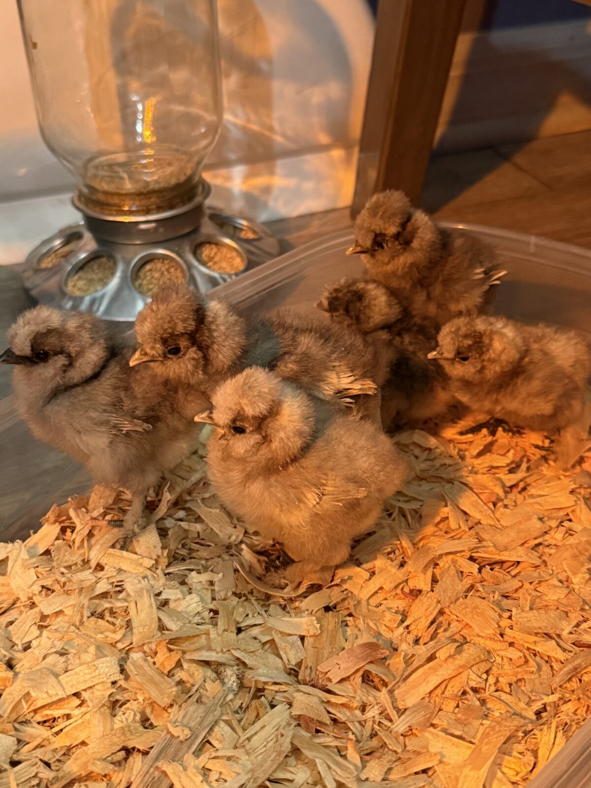Bearded Silkies | Ocala4Sale | Buy & Sell in Ocala, FL