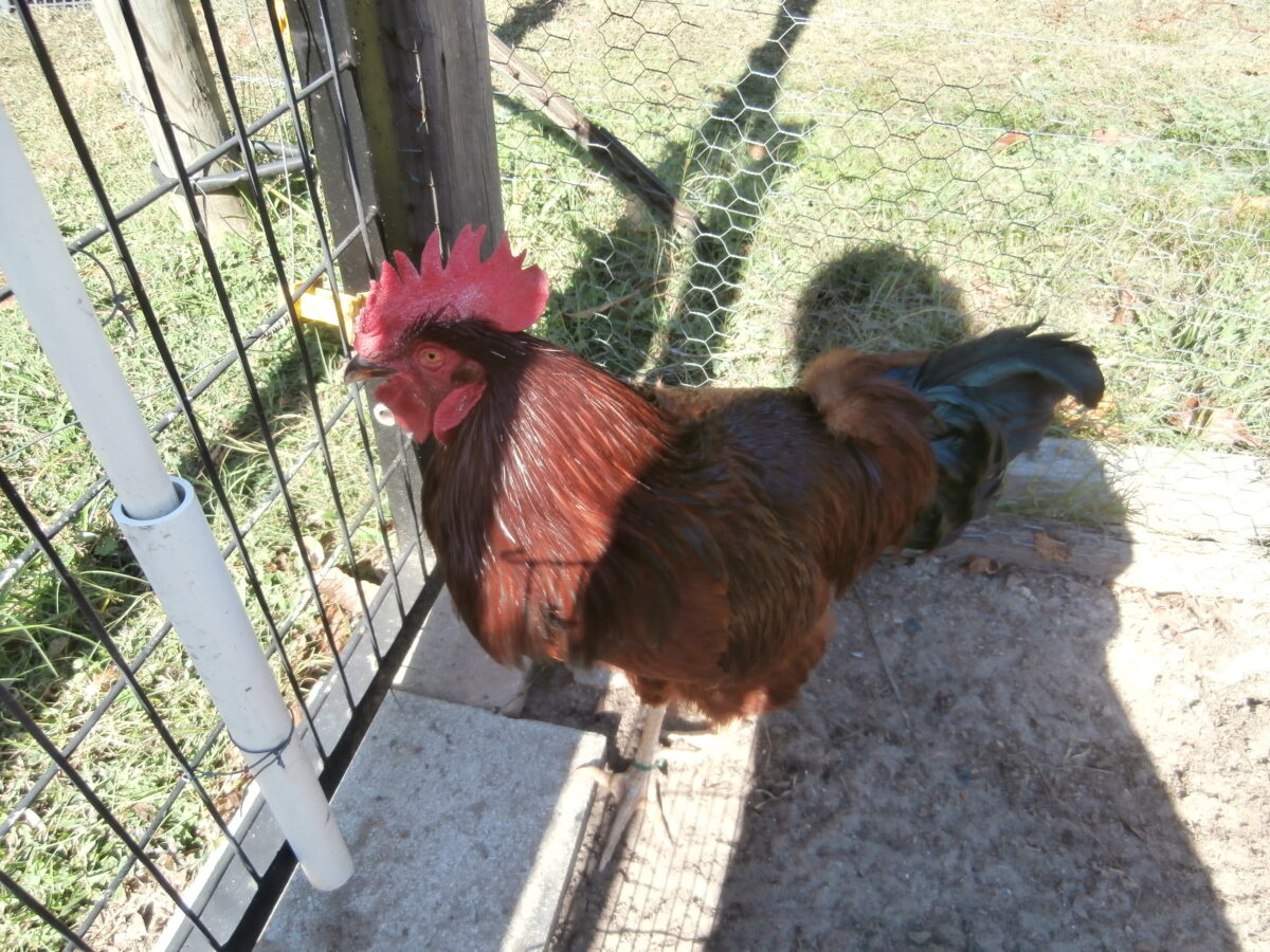 Rhode Island Red Rooster | Ocala4Sale | Buy & Sell in Ocala, FL