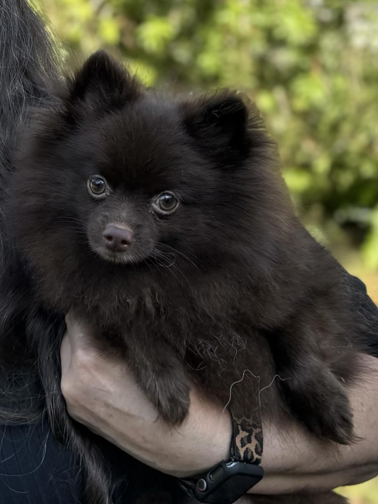Female, AKC Dark Chocolate Pomeranian For Sale | Ocala4Sale | Buy ...
