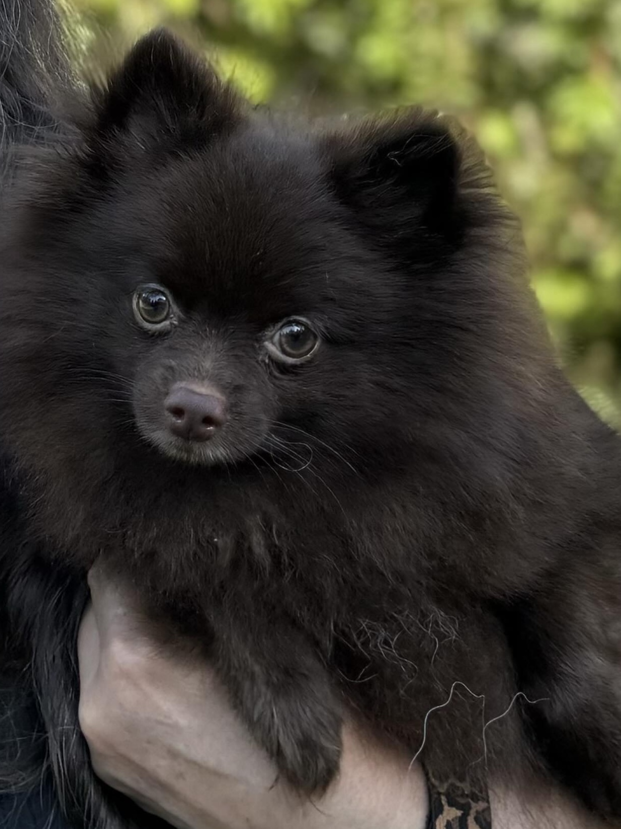 Female, AKC Dark Chocolate Pomeranian For Sale | Ocala4Sale | Buy ...