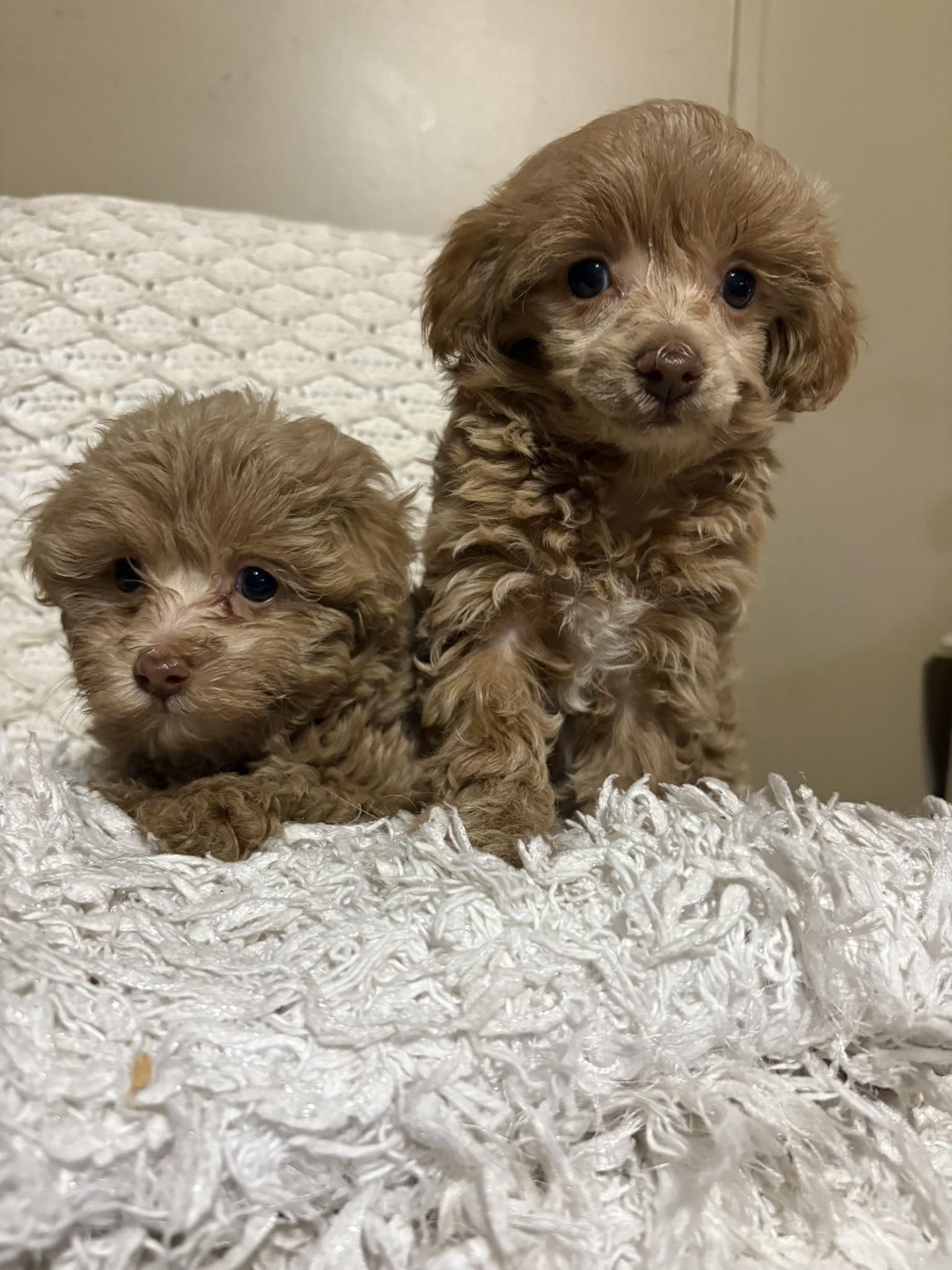 morkipoo pups | Ocala4Sale | Buy & Sell in Ocala, FL