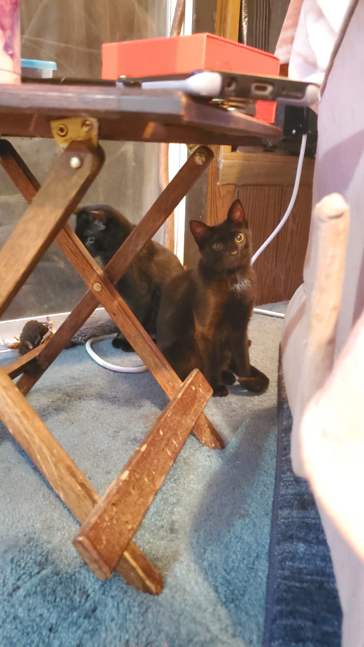Two free kittens | Ocala4Sale | Buy & Sell in Ocala, FL