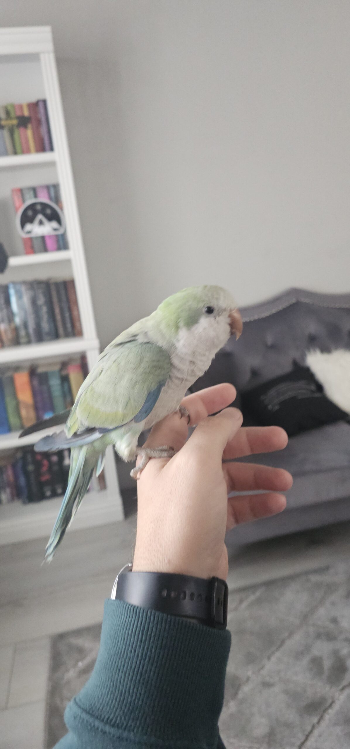 Turquoise Quaker parrot | Ocala4Sale | Buy & Sell in Ocala, FL