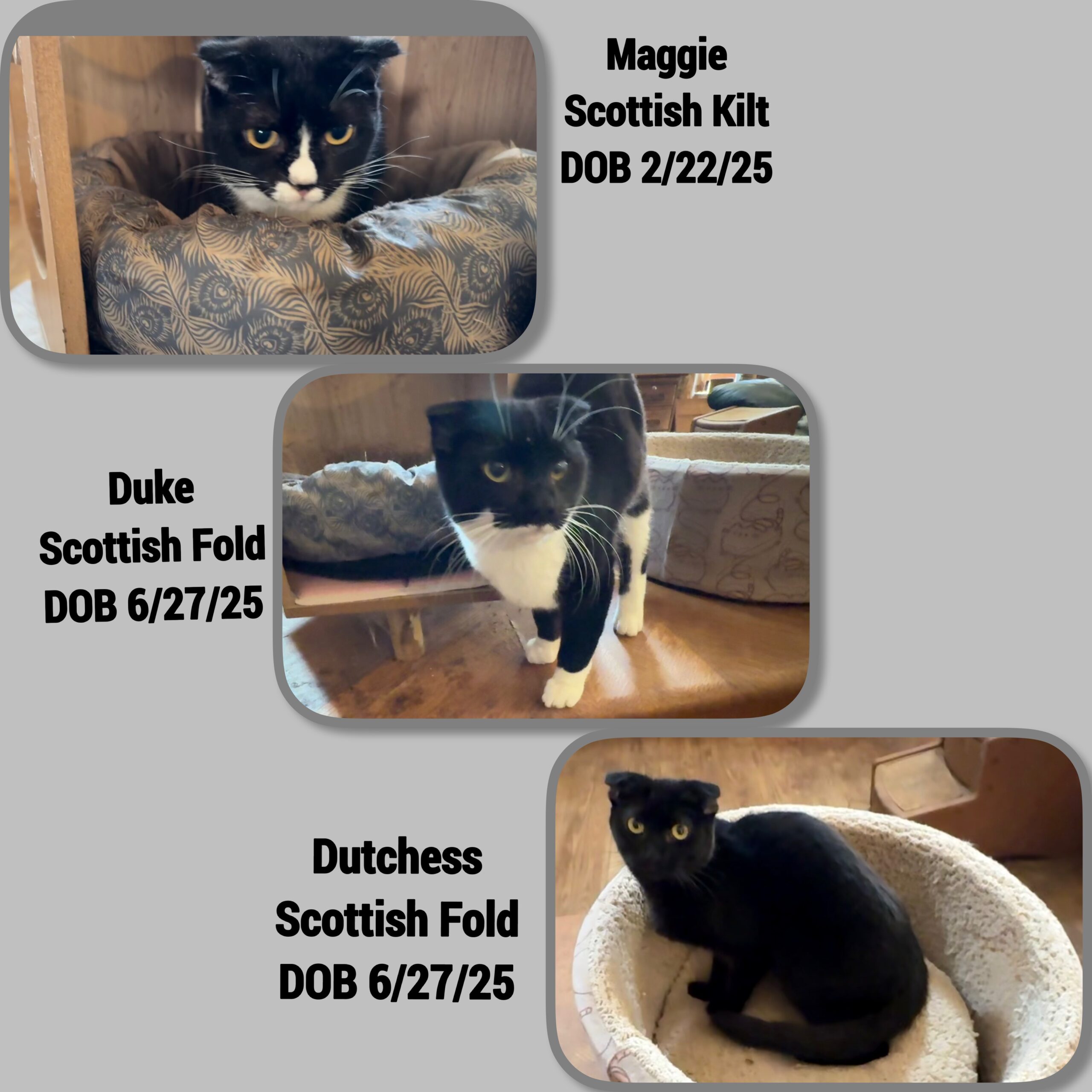 Scottish Kilt & Scottish Fold Kittens | Ocala4Sale | Buy & Sell in ...