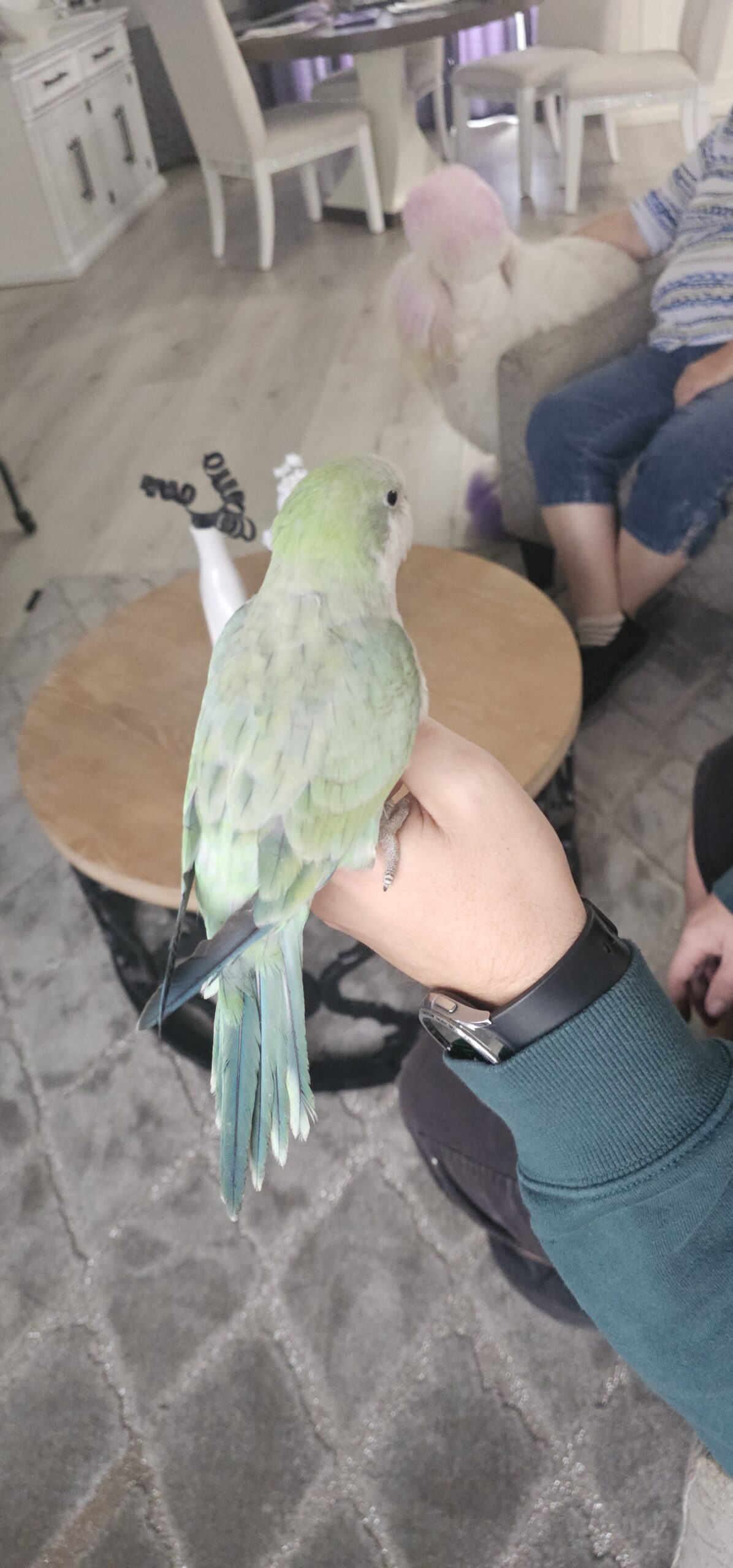 Turquoise Quaker parrot | Ocala4Sale | Buy & Sell in Ocala, FL