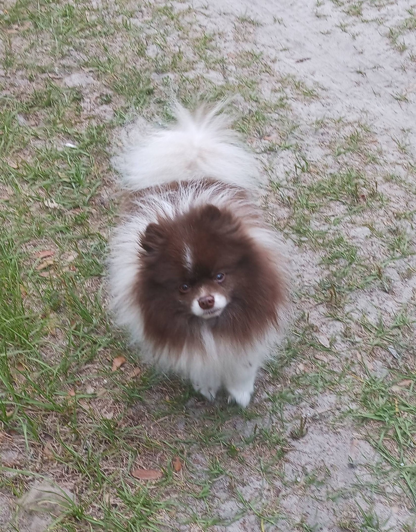 Beautiful Male Pom at stud | Ocala4sale | Ocala and Marion County FL